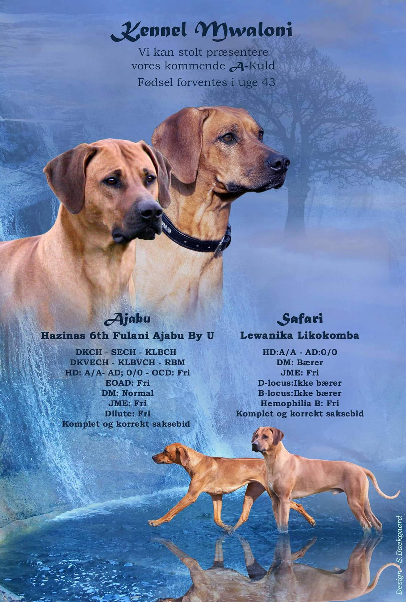 Rhodesian Ridgeback Ajabu